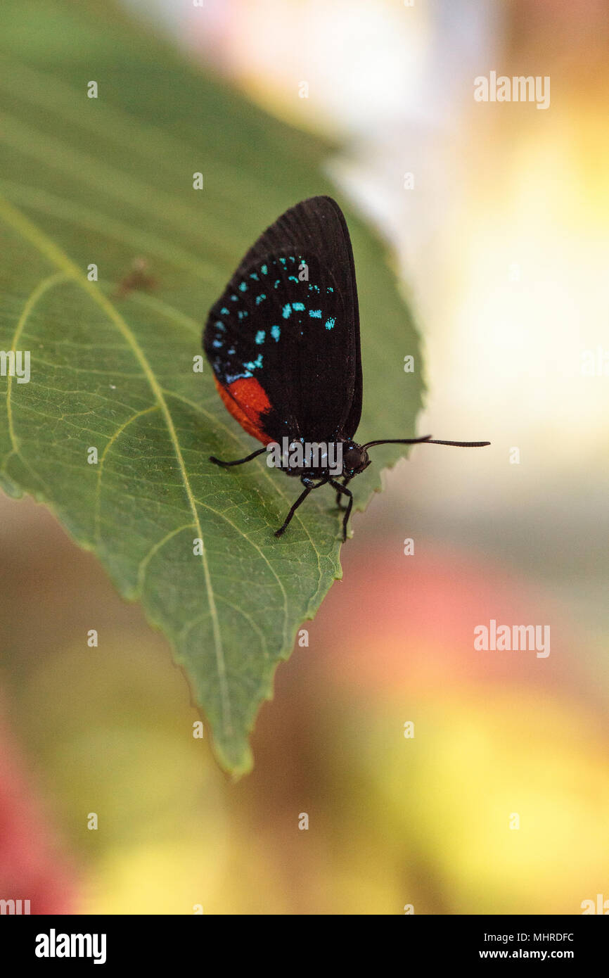 Black and orange red Atala butterfly called Eumaeus atala perches on a ...