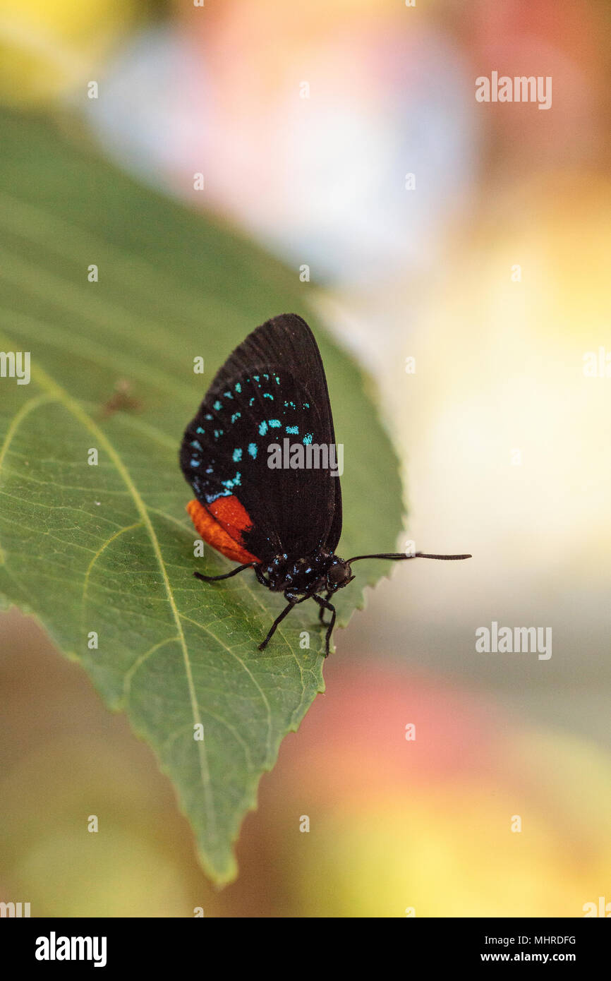 Black and orange red Atala butterfly called Eumaeus atala perches on a ...