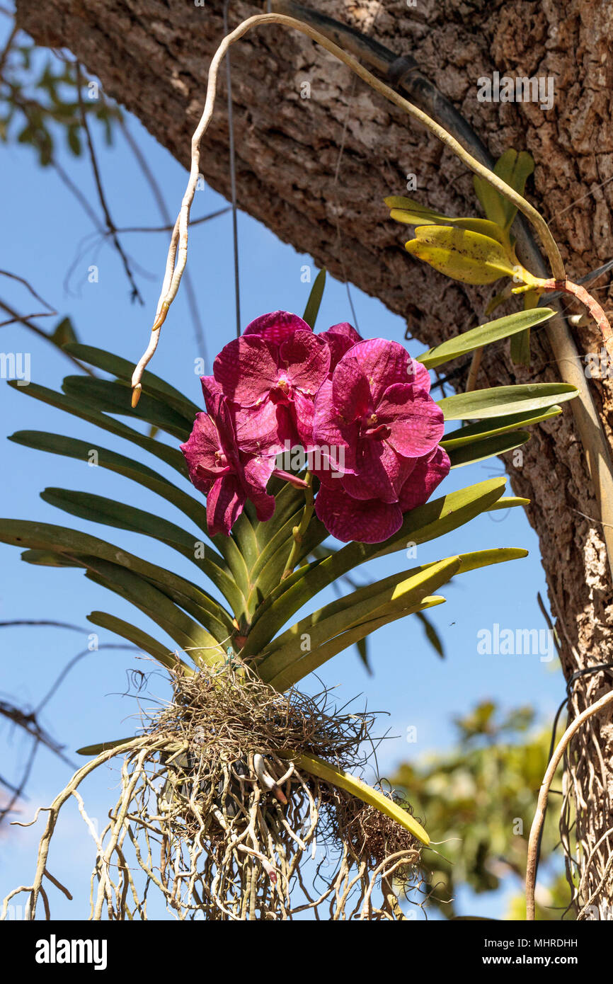 Pink aranda orchid hanging from a tree with its roots exposed in Naples ...