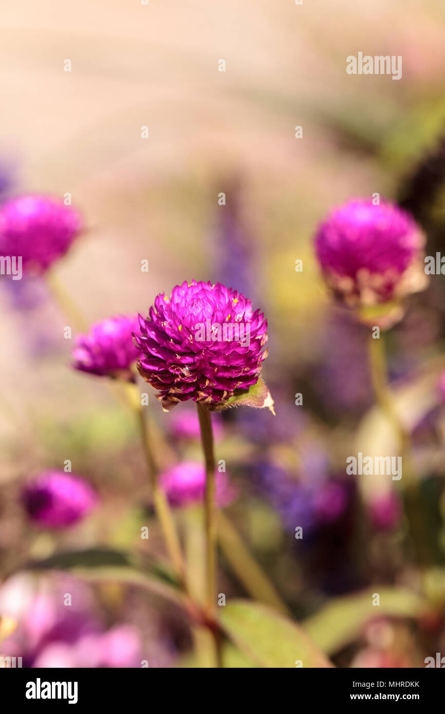 Makhmali flower hi-res stock photography and images - Alamy