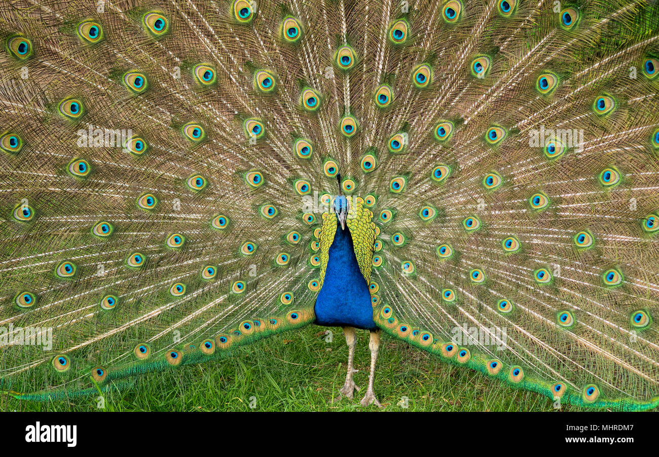 Peacock Displaying Feathers, Beacon Hill Park, Victoria, Vancouver ...