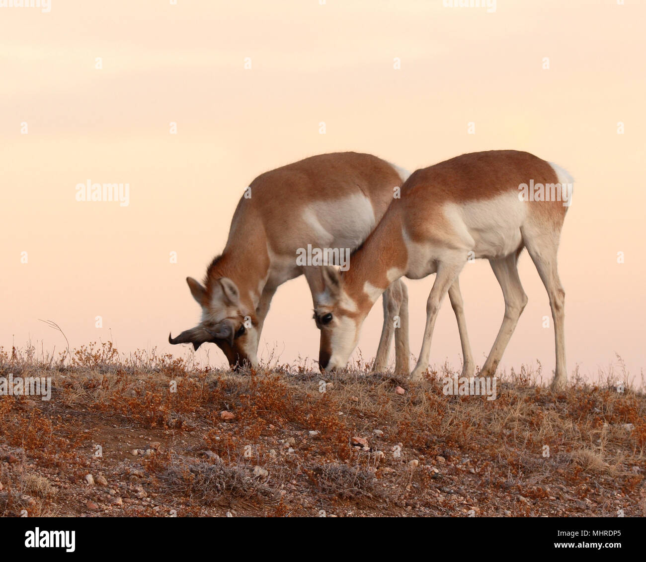 Female pronghorn antelope hi-res stock photography and images - Alamy