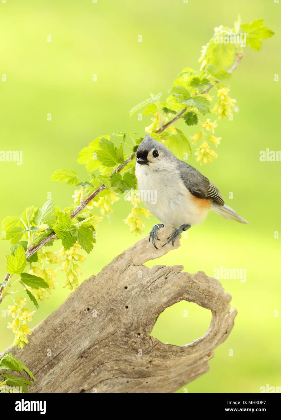 Cute titmouse hi-res stock photography and images - Alamy