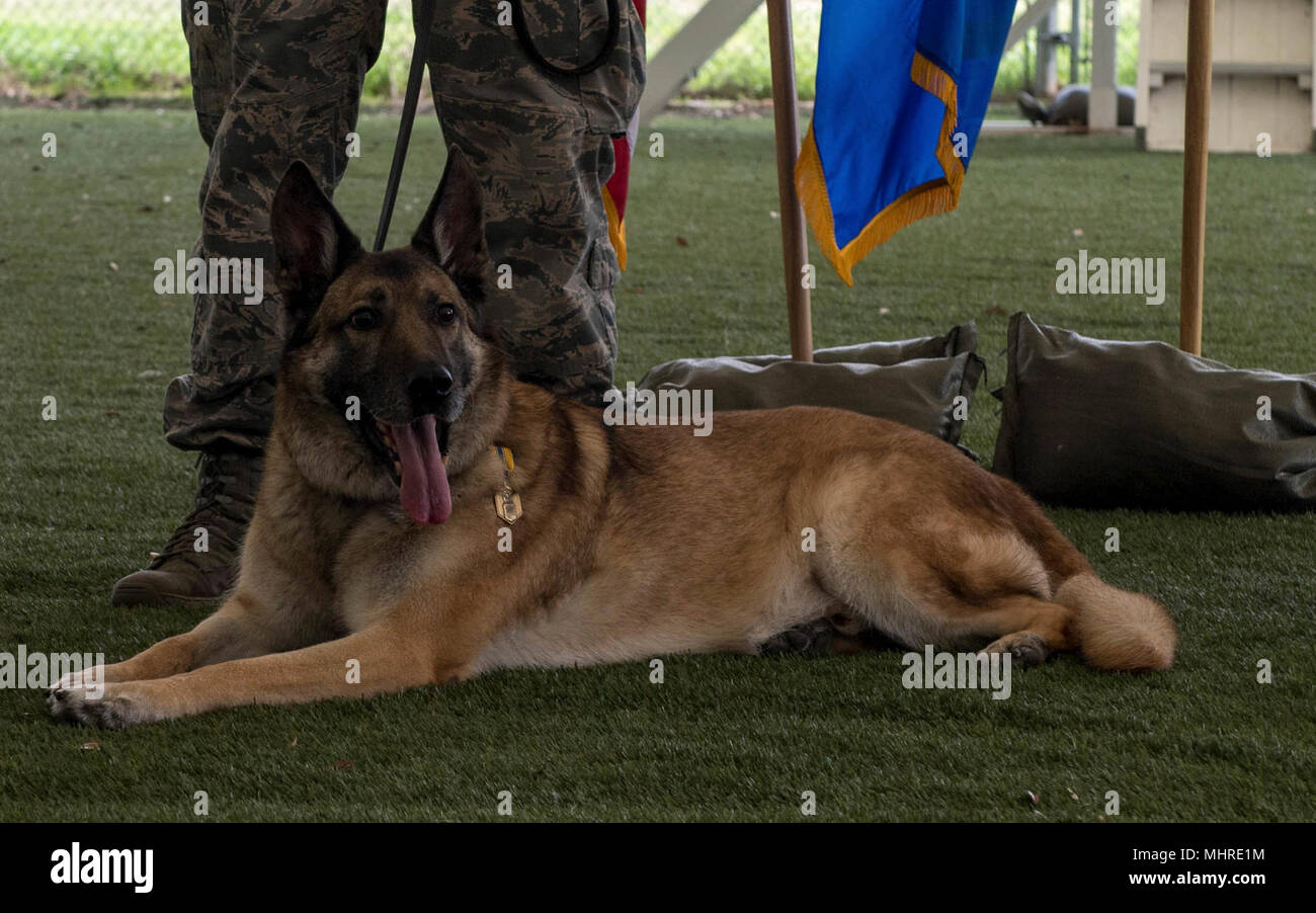 Kuno, 2nd Security Forces Squadron military working dog, lies on the ...
