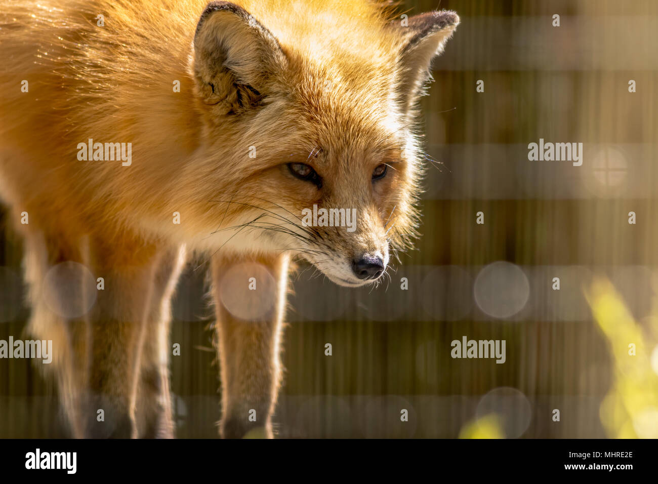 Foxy smell hi-res stock photography and images - Alamy
