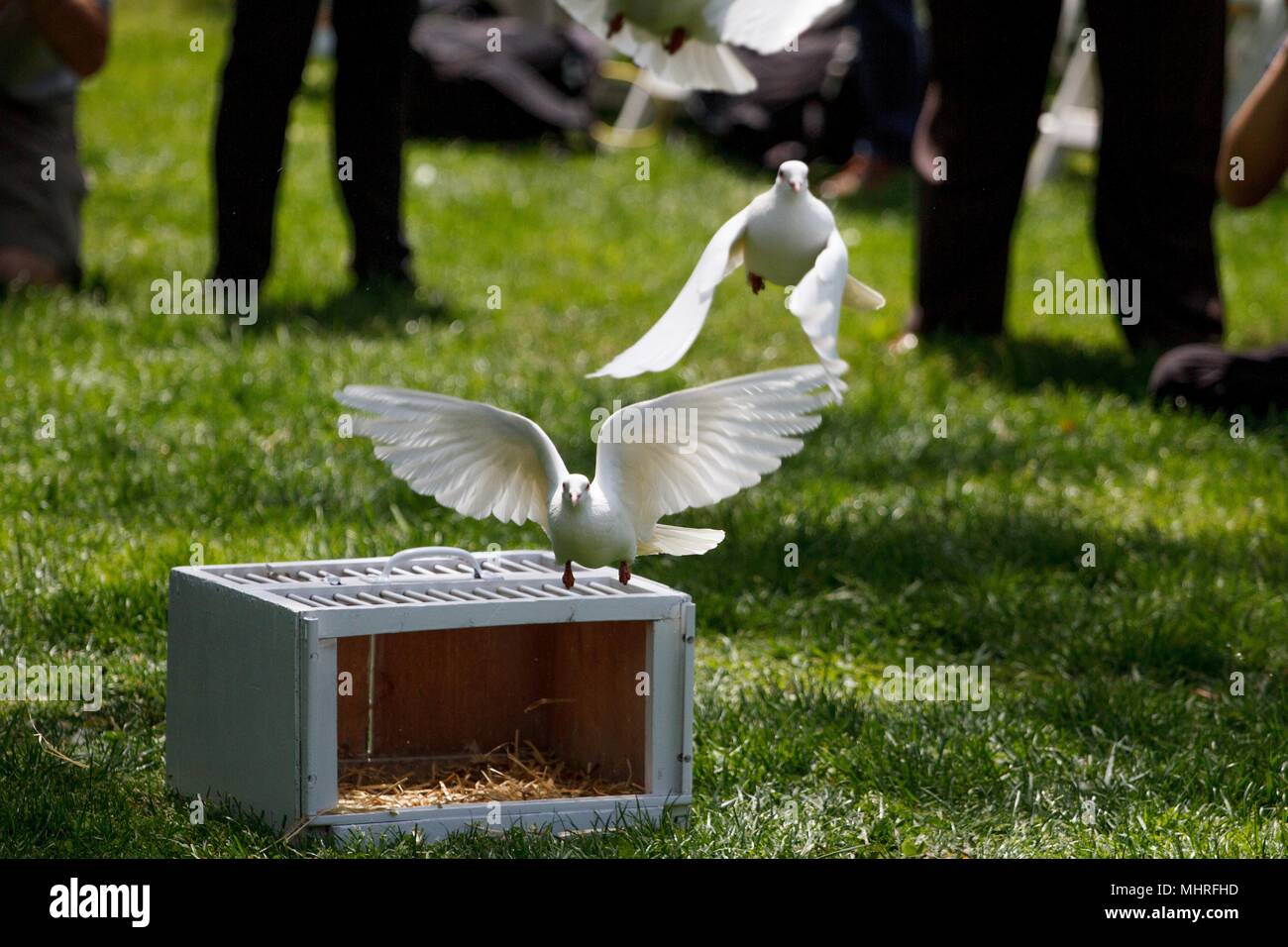 Philadelphia, PA, USA. 2nd May, 2018. Doves are released to conclude ...