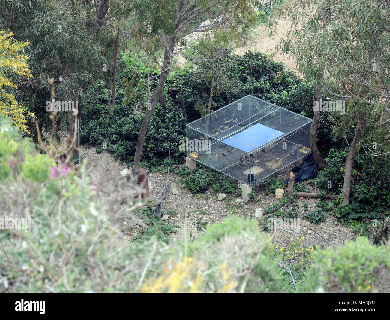 12 April 2018, Malta, Rabat: A cage with turtle doves stands on small ...