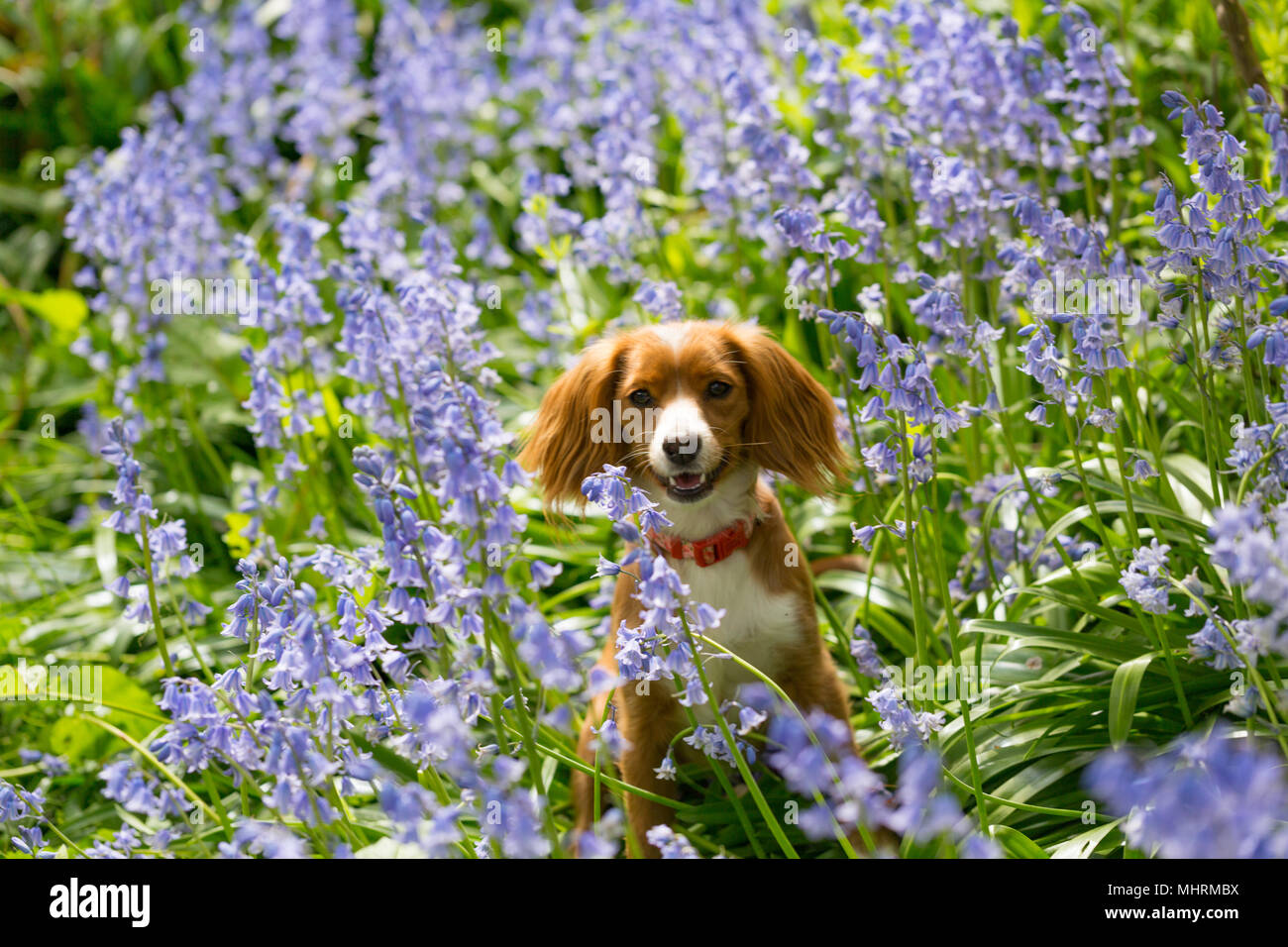 2018 a dog called pip poses in bluebells in greenwich hi-res stock ...