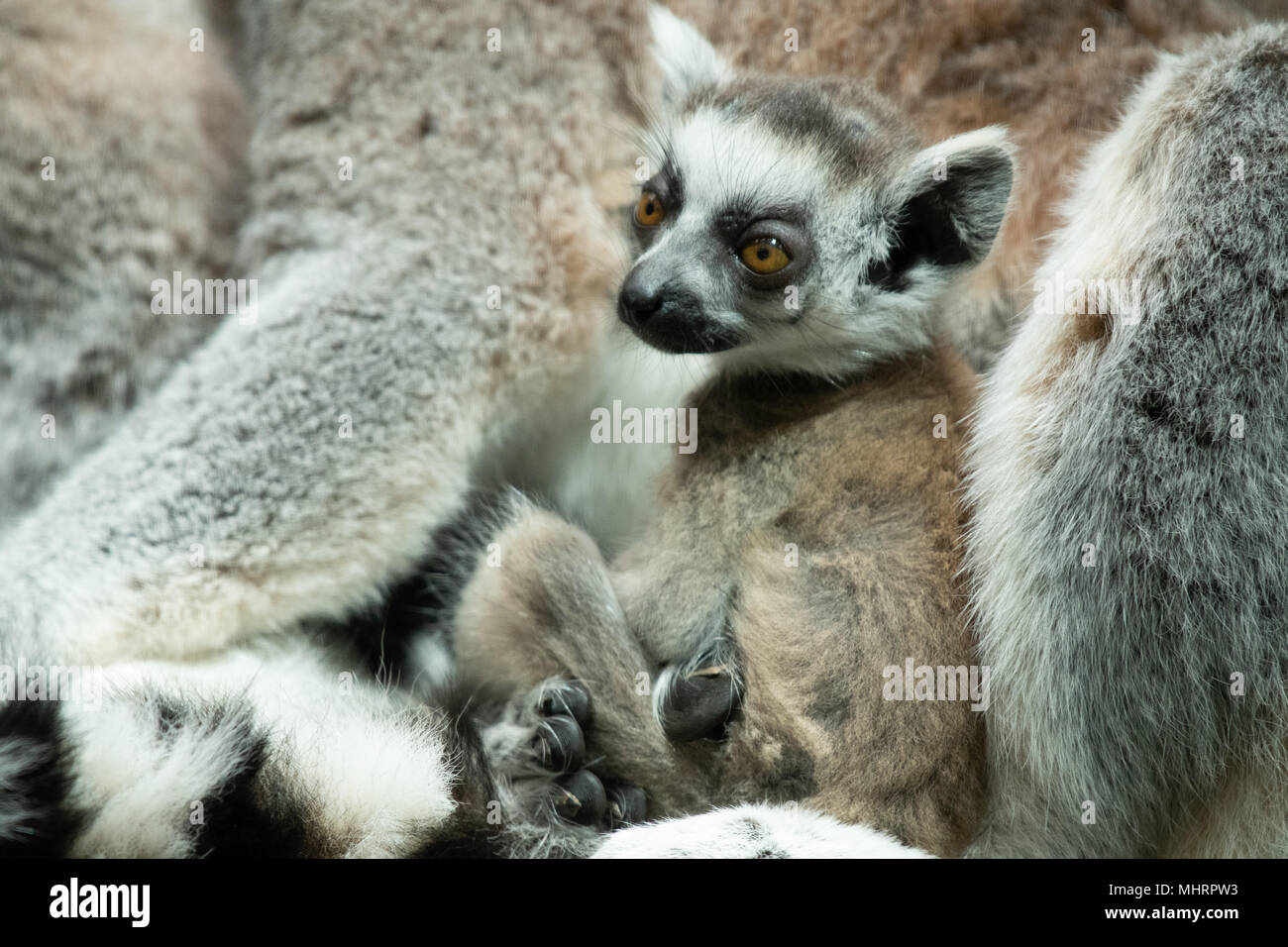 Baby animals bristol zoo gardens hi-res stock photography and images ...