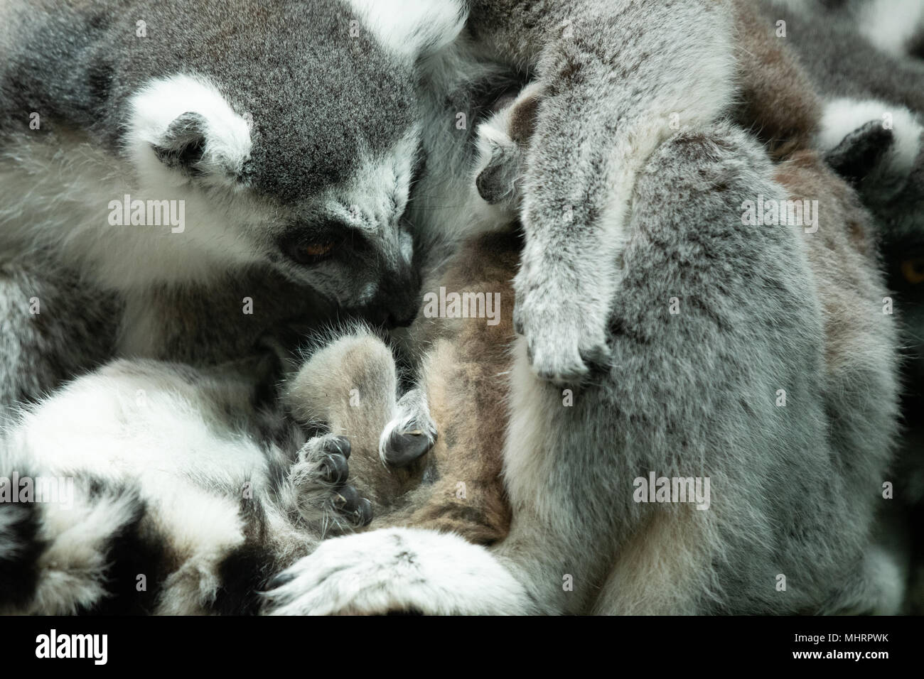 Really cute animals hi-res stock photography and images - Alamy