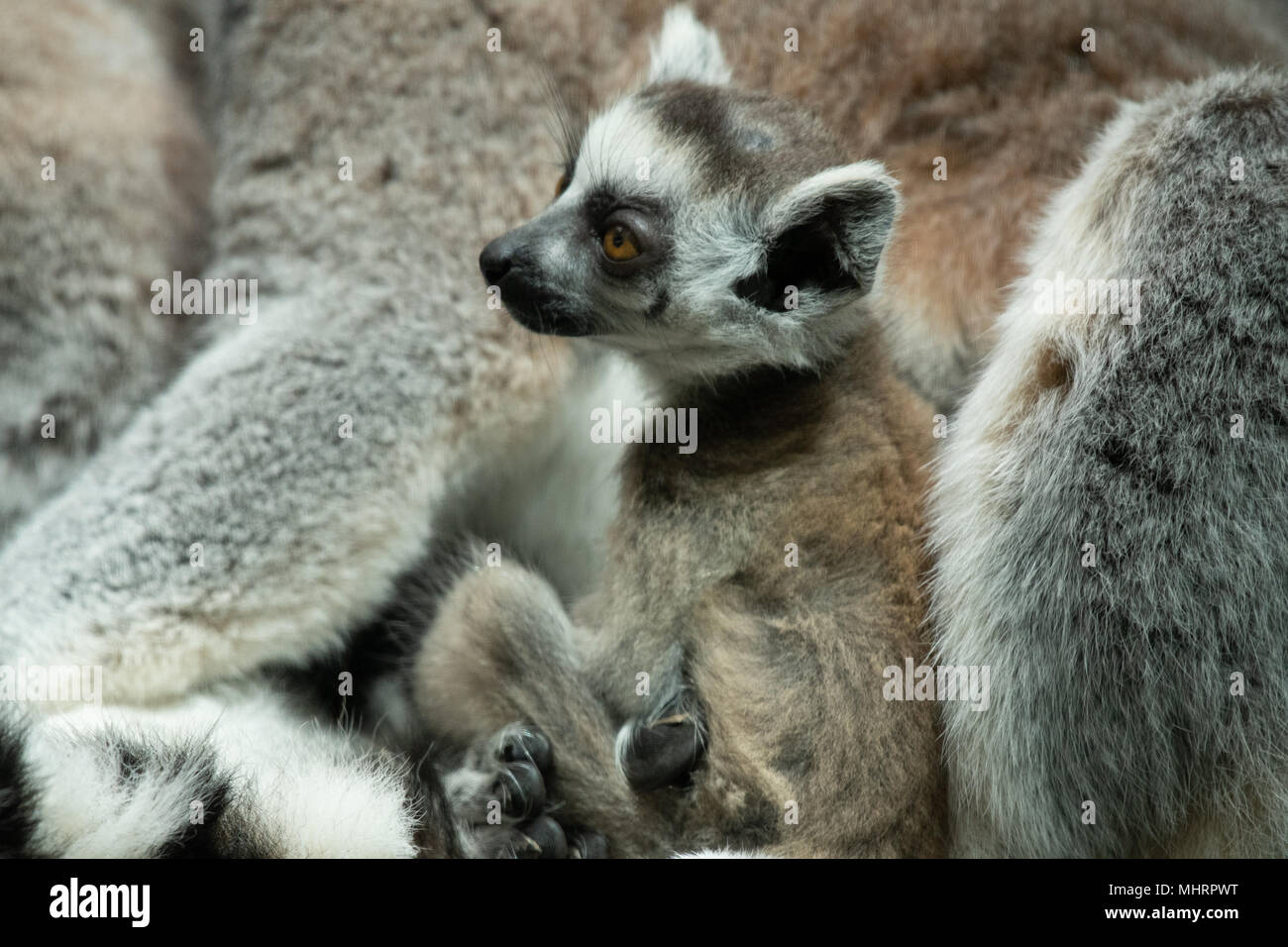 Really cute animals hi-res stock photography and images - Alamy