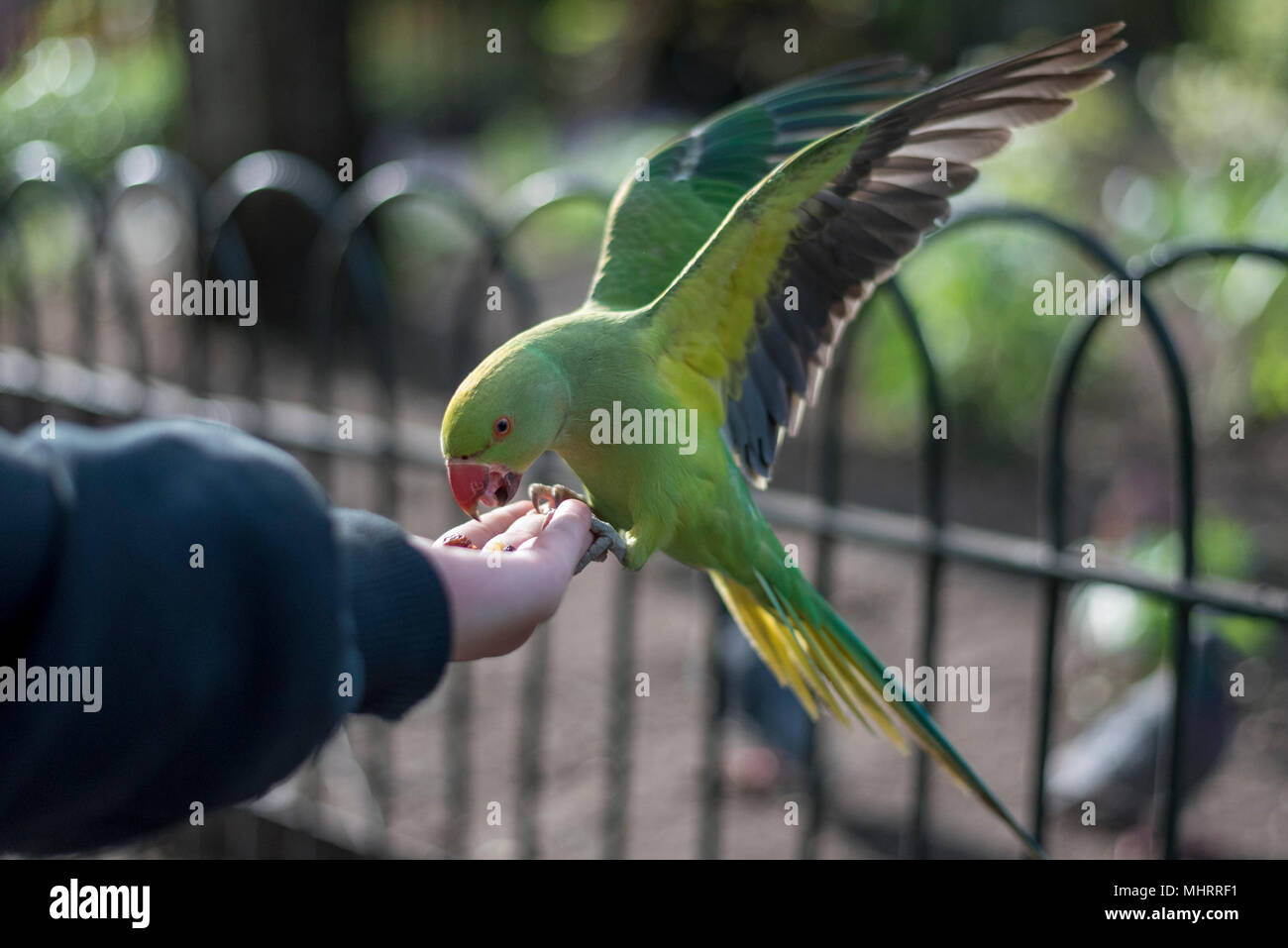Parakeets London High Resolution Stock Photography and Images - Alamy