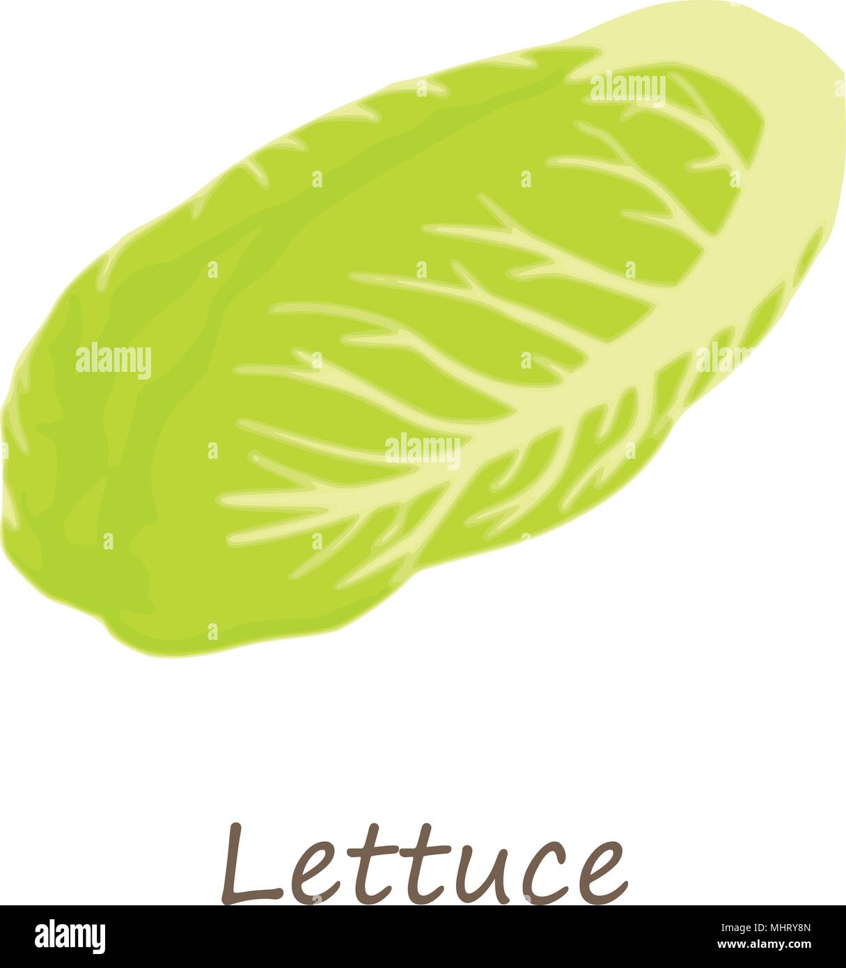 Lettuce icon, isometric style Stock Vector Image & Art - Alamy