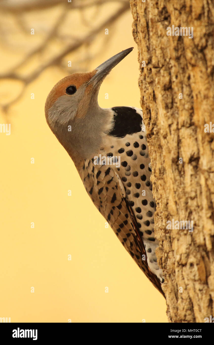 Southern flicker hi-res stock photography and images - Alamy