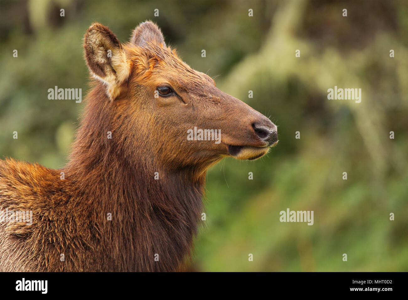 A portrait of a female Roosevelt Elk in northern California Stock Photo ...