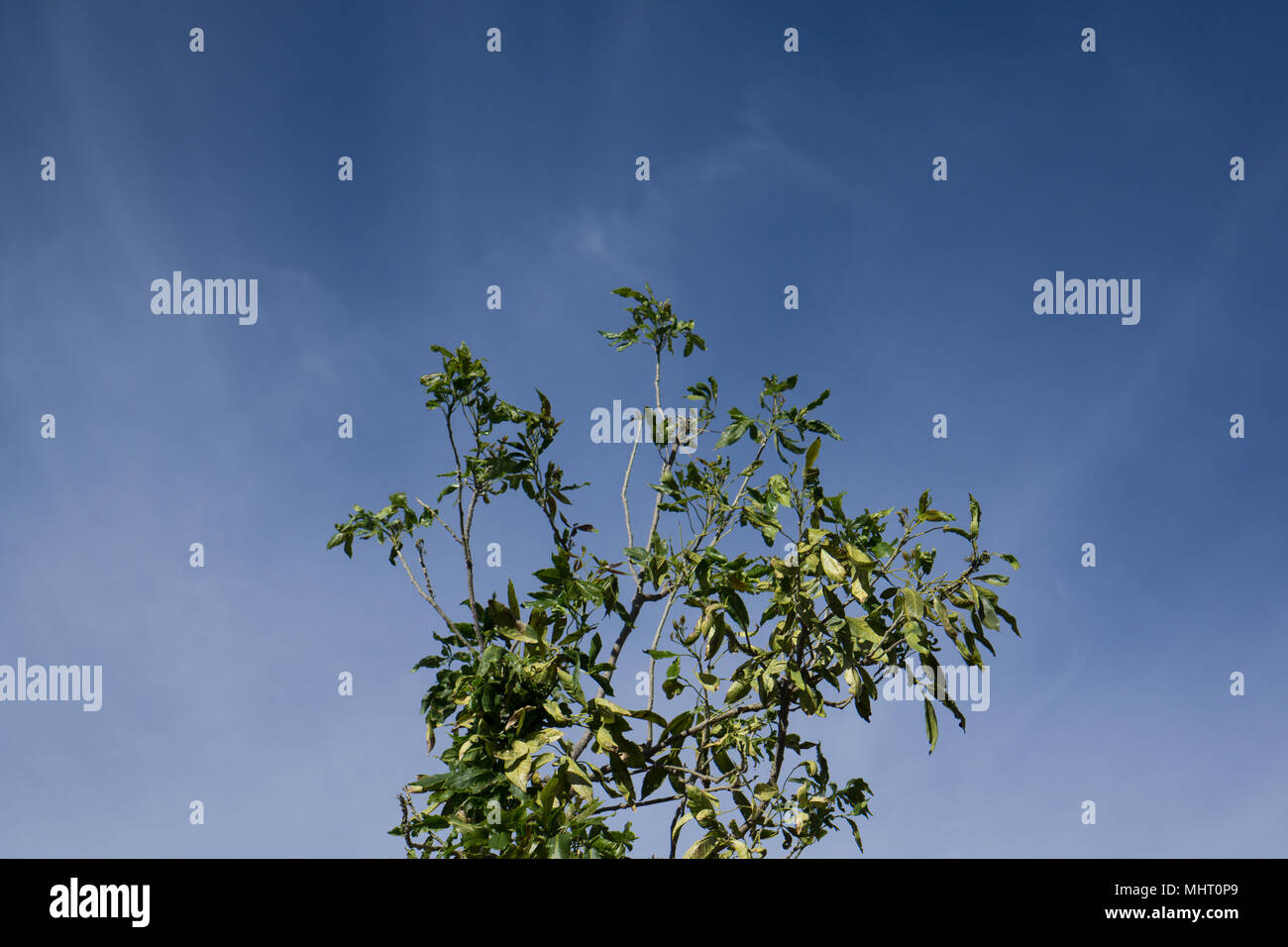 the top of a tree Stock Photo - Alamy