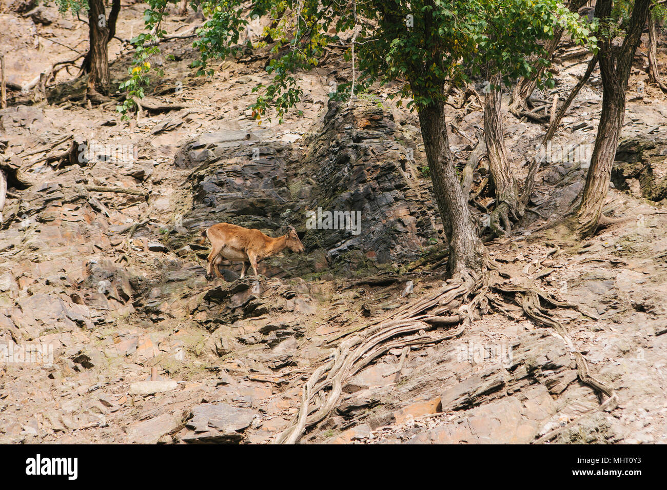 West caucasian tur goat hi-res stock photography and images - Alamy