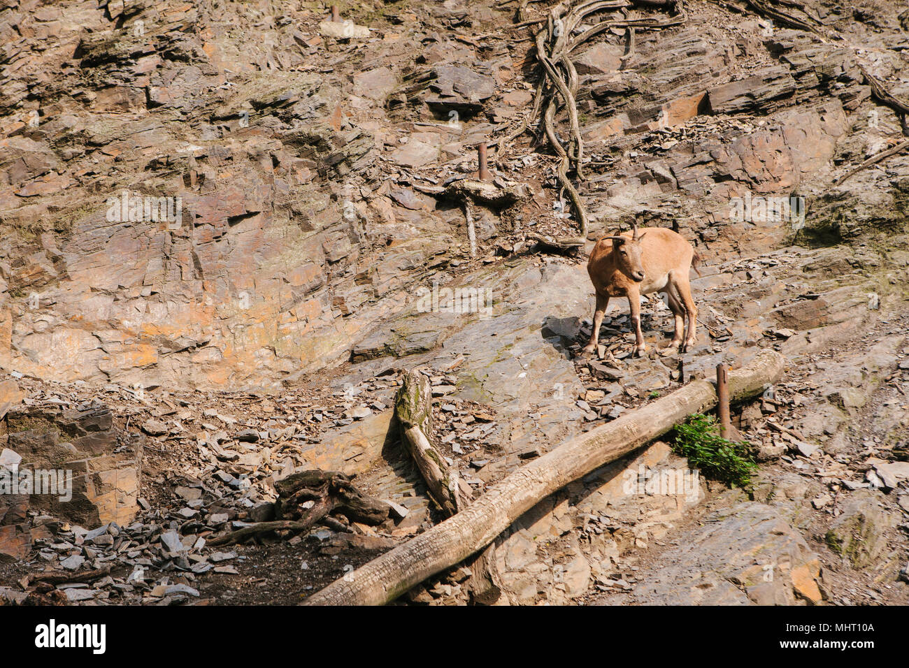 A young Caucasian mountain goat in a natural habitat overcomes the ...