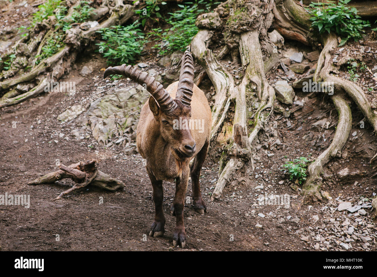 Animal habitat hi-res stock photography and images - Alamy