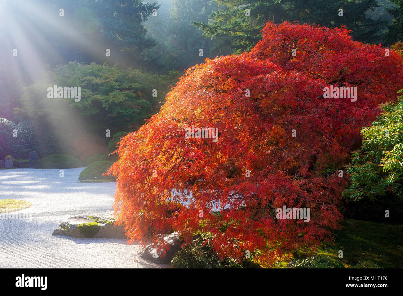 Sun rays over old Japanese lace leaf maple tree by flat sand garden ...