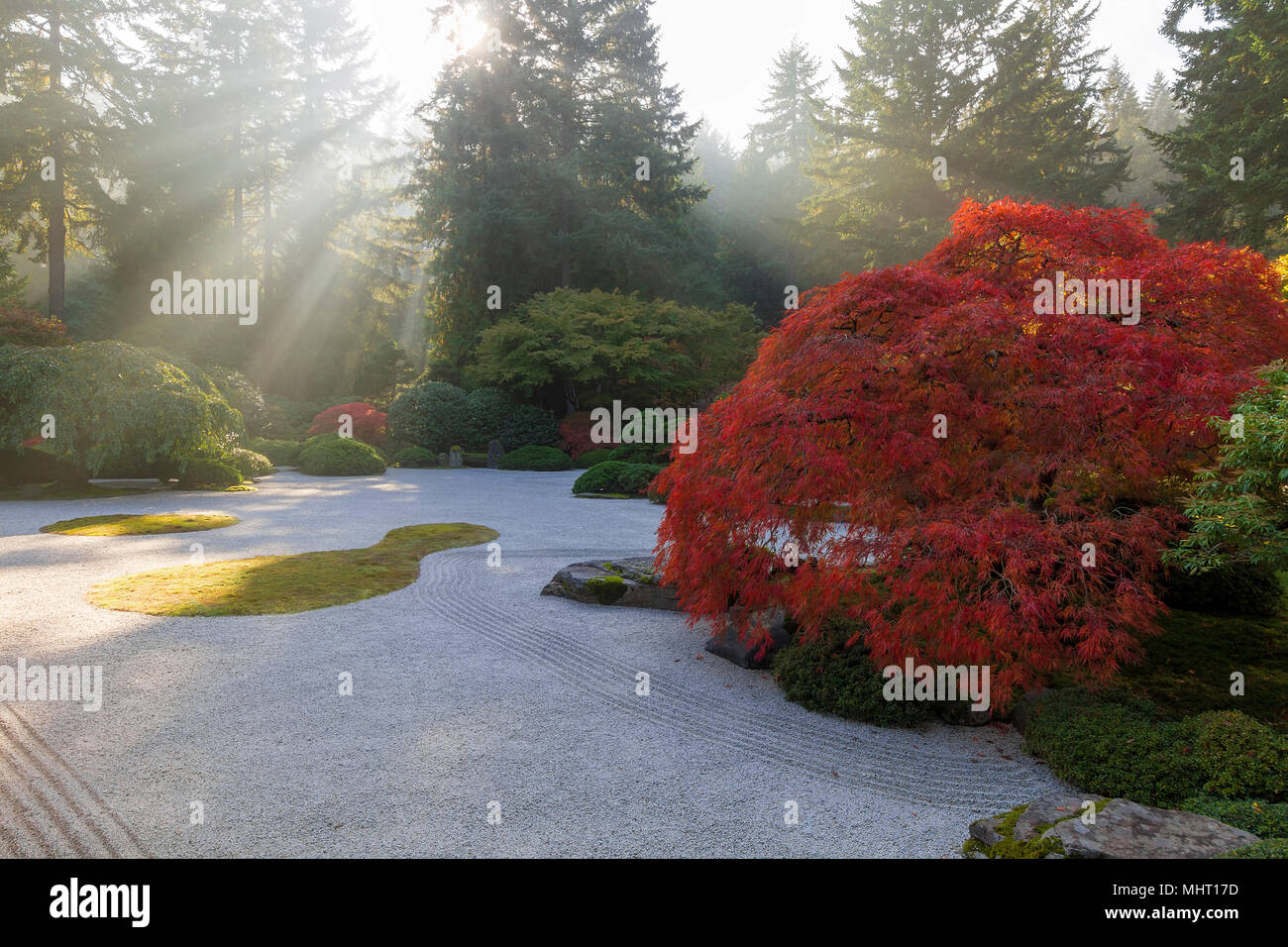 Old japanese maple tree portland garden hi-res stock photography and ...