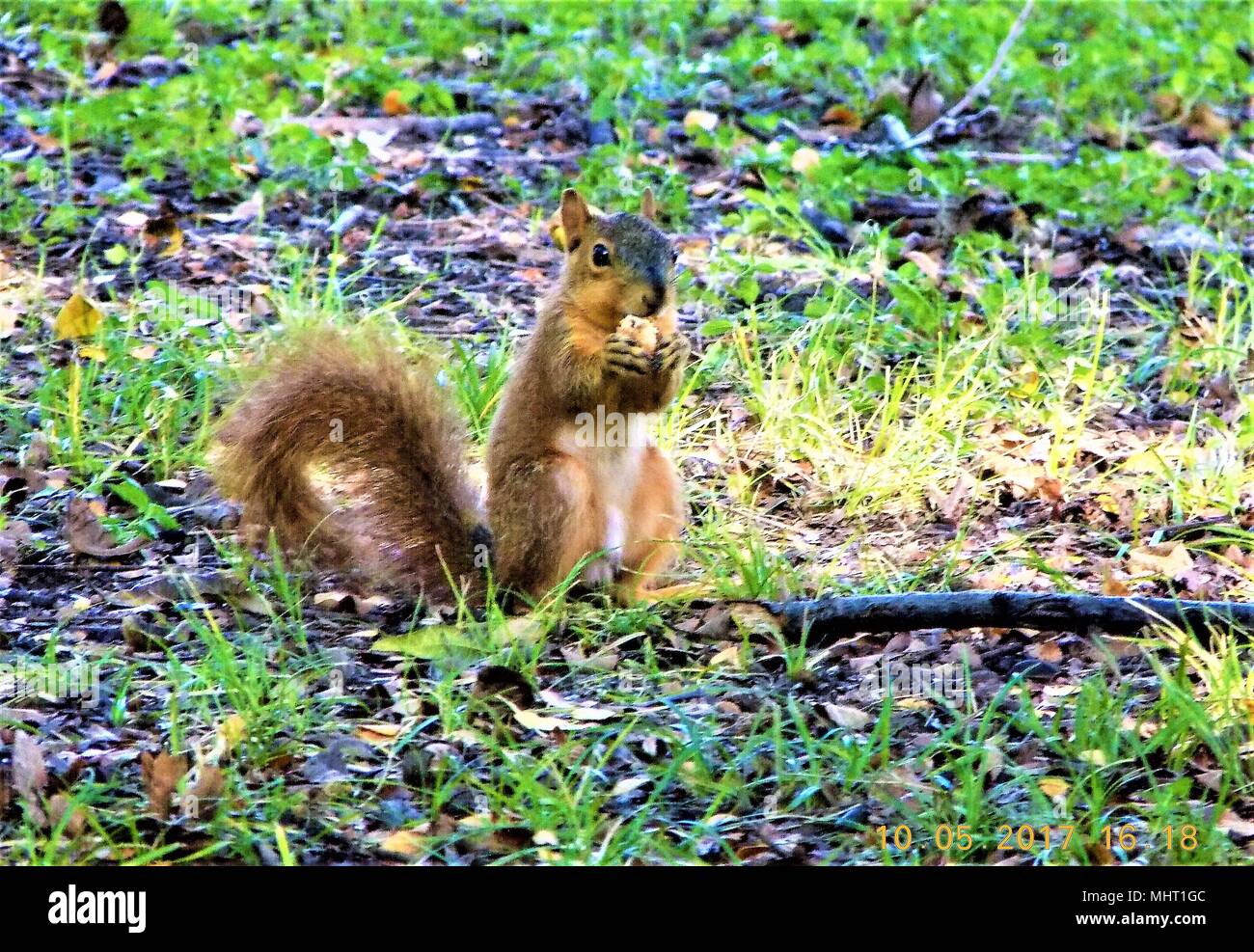 Nuteating hi-res stock photography and images - Alamy