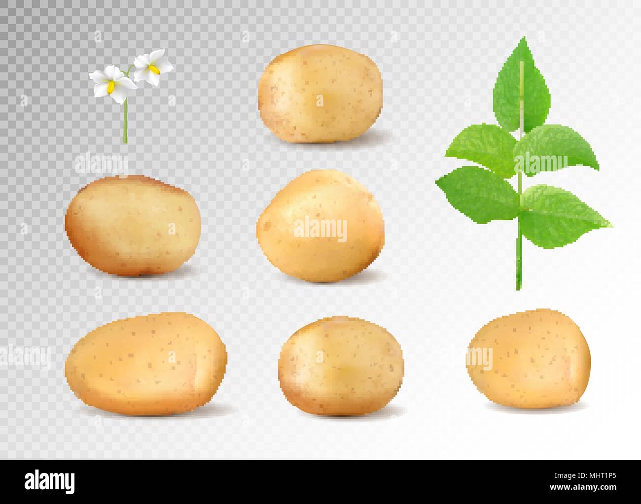 Realistic potatoes vector set. Potatoes with leaf and flowers on ...
