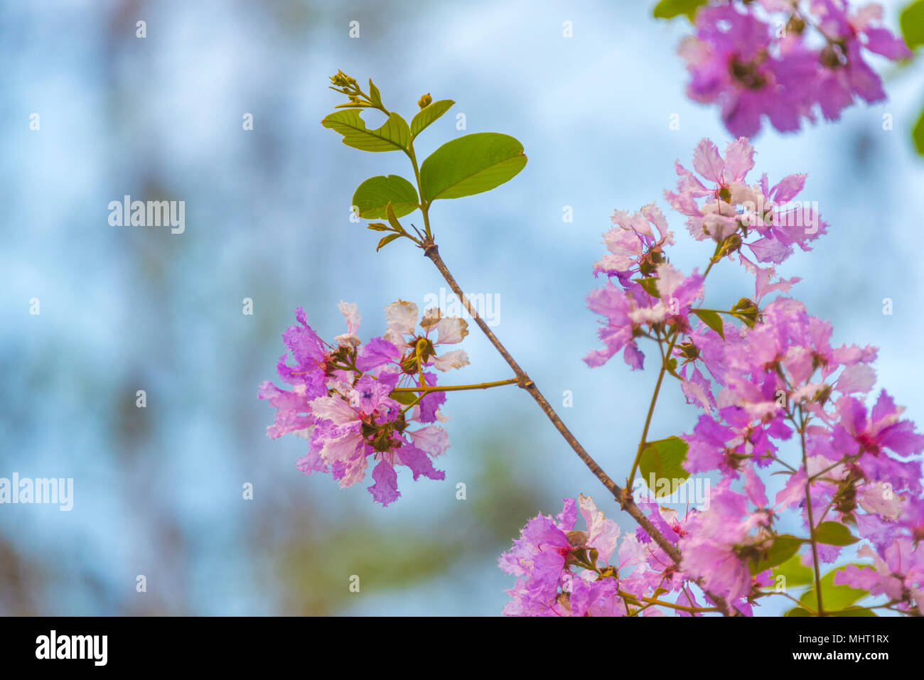 colorful flower on tropical tree in Thailand, natural scene in Asia ...