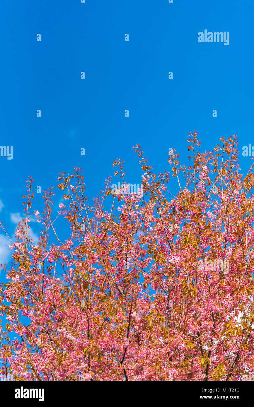 Blossom pink flower tree over nature background, Spring flowers ...