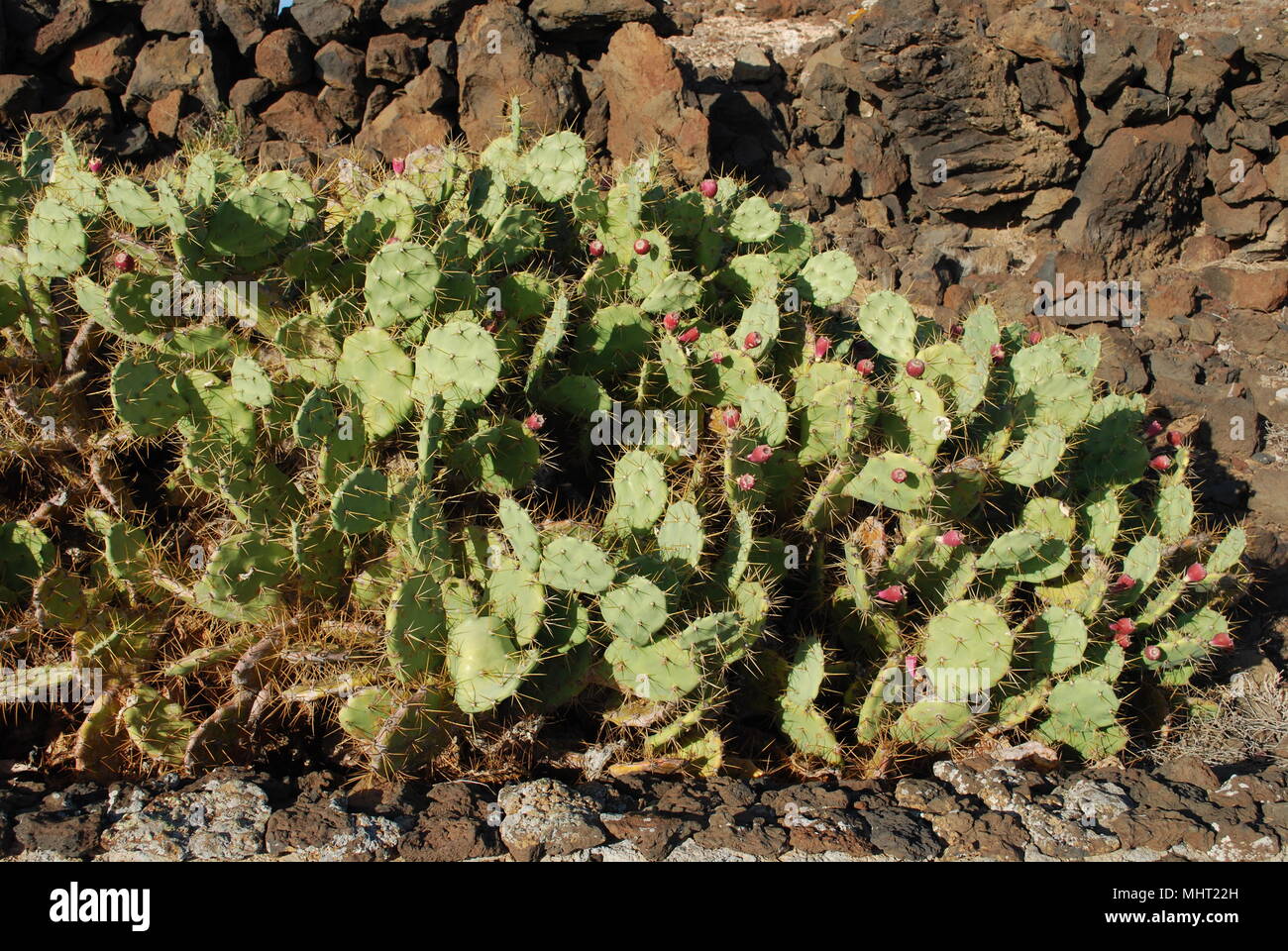 Opuntia cactus with red fruits is a genus in the cactus family ...