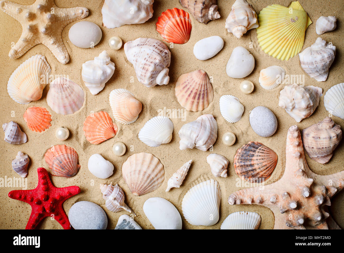 Landscape with shells on tropical beach. Rest on the beach. Travel ...