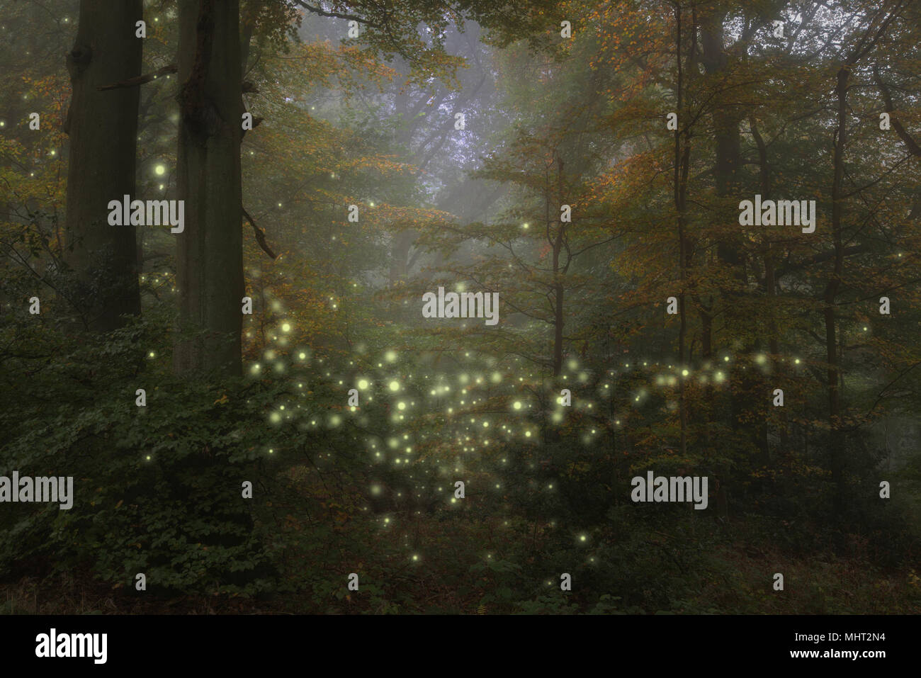 Night Time In A Forest