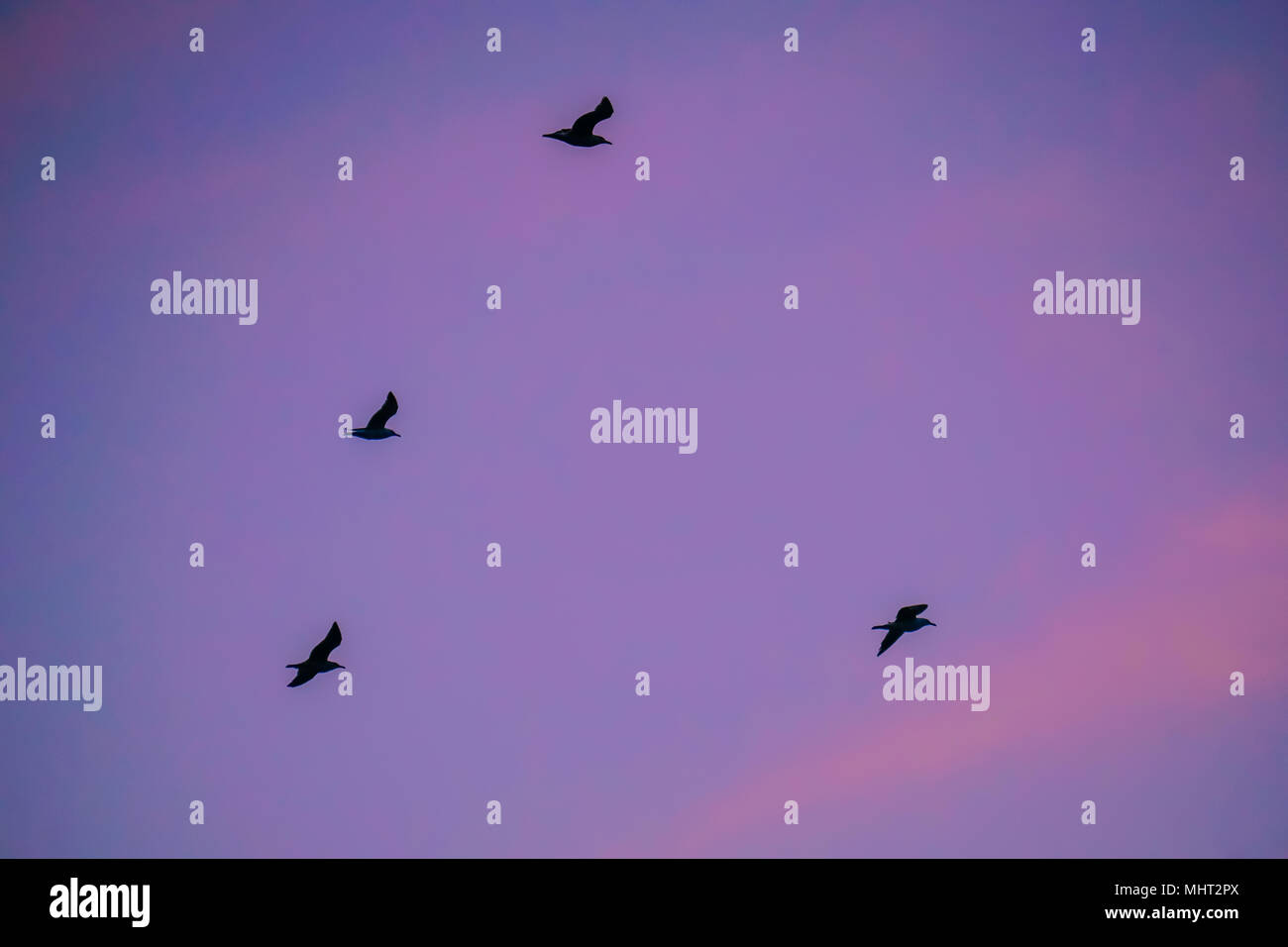 The four birds Stock Photo - Alamy