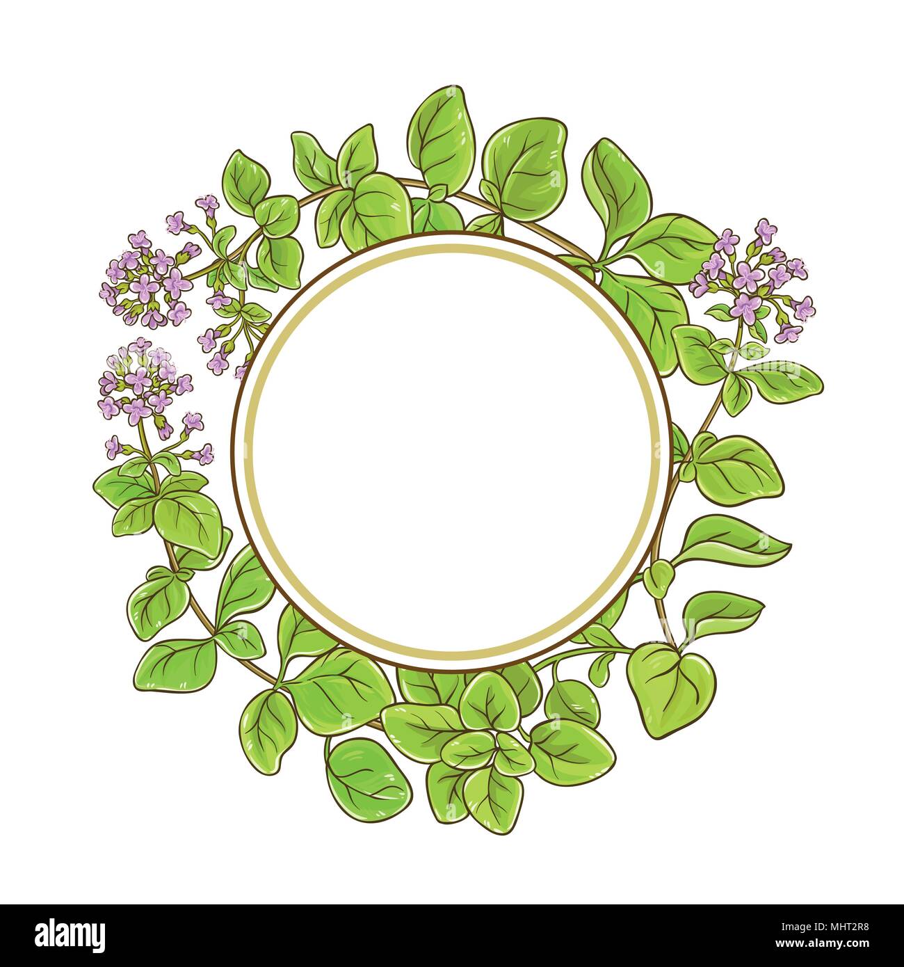 Oregano vector vectors hi-res stock photography and images - Alamy