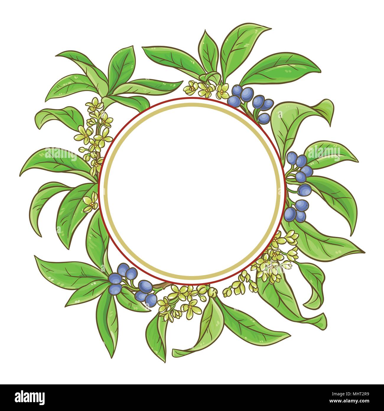 osmanthus plant vector frame on white background Stock Vector Image ...