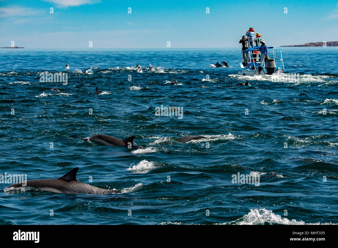 enormous pod of common dolphin jumping outside the pacific ocean in ...
