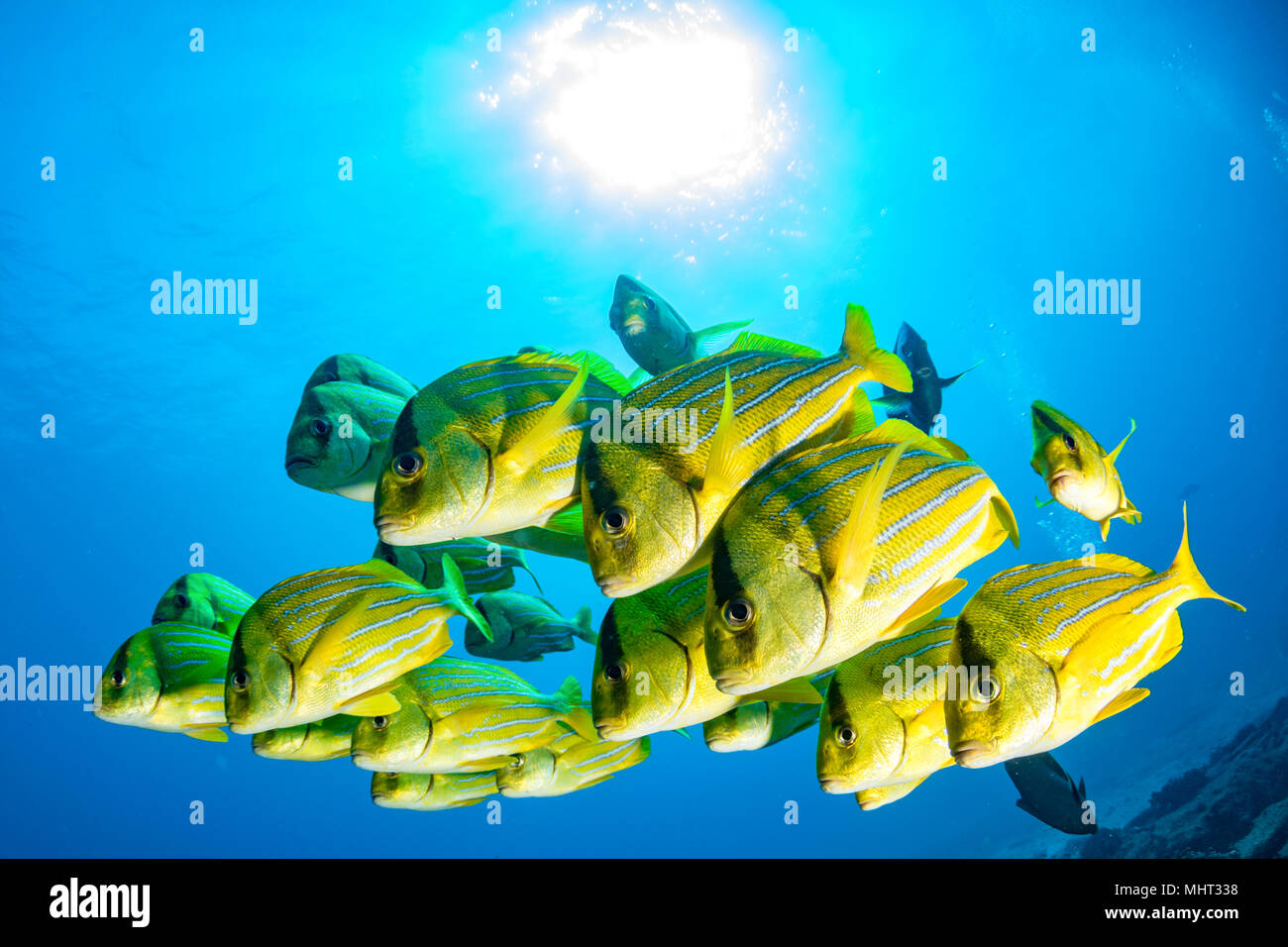 Inside a school of yellow grouper fish close up in the deep blue sea in ...