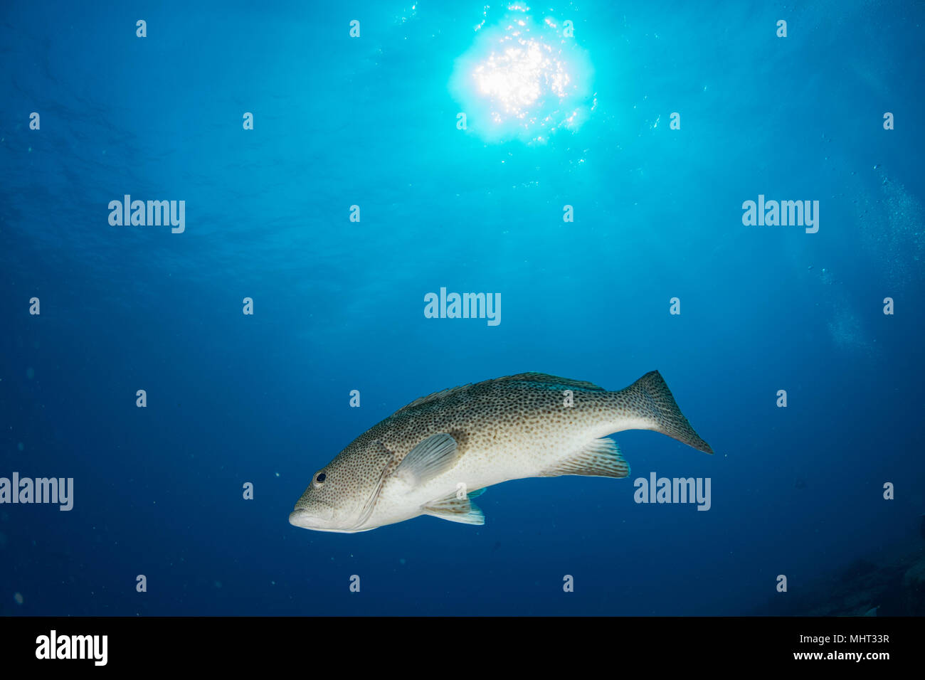 Inside a school of yellow grouper fish close up in the deep blue sea in ...
