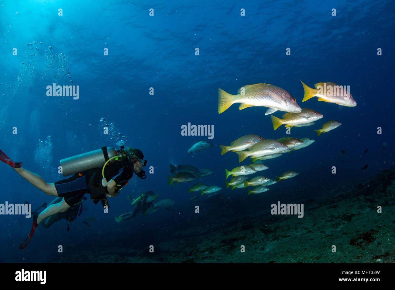 Inside a school of yellow grouper fish close up in the deep blue sea in ...
