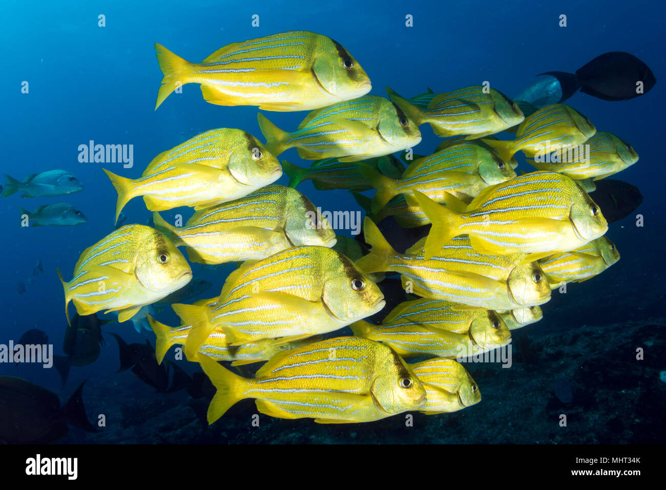 Yellow grouper hi-res stock photography and images - Alamy