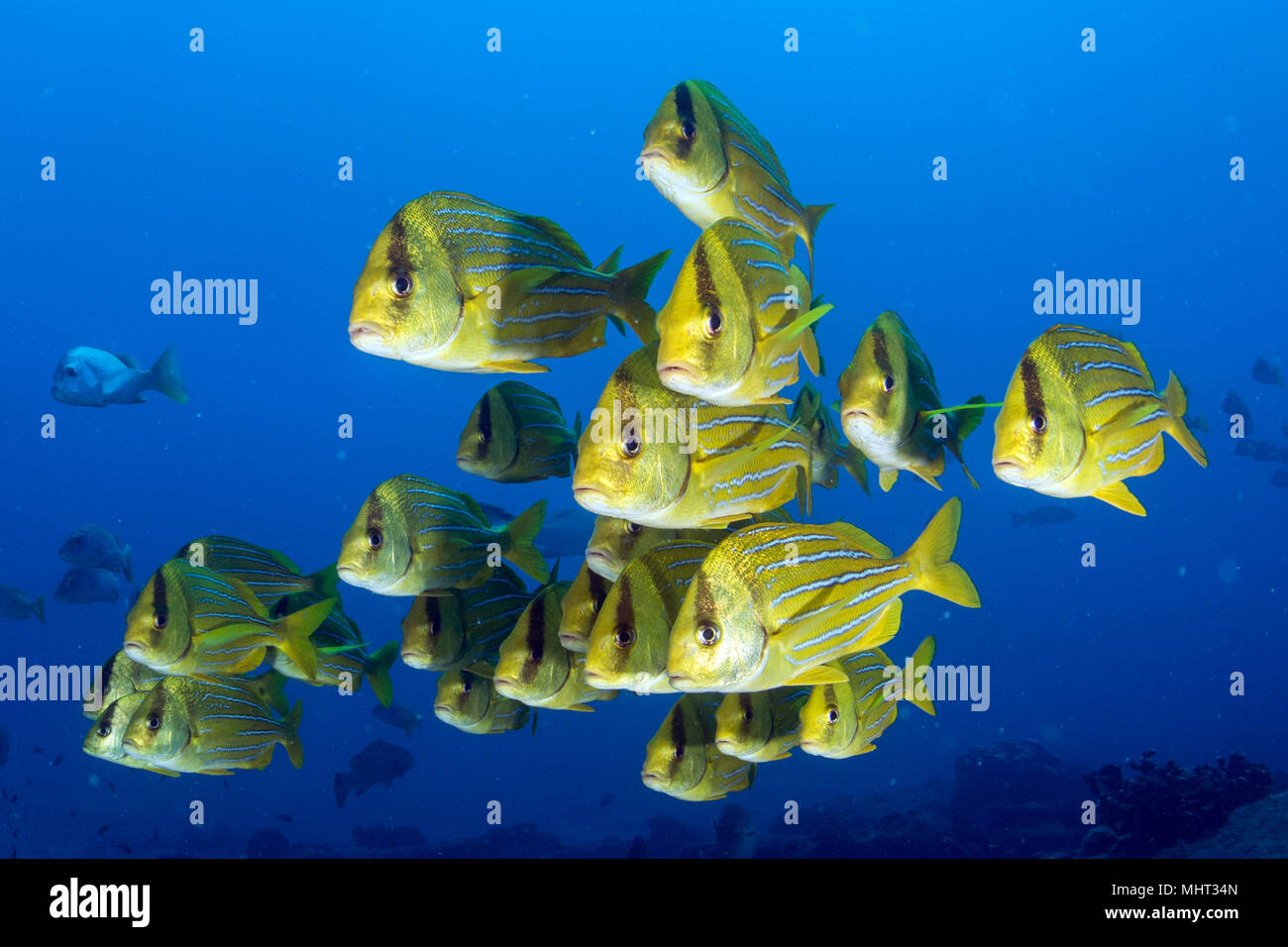 Inside a school of yellow grouper fish close up in the deep blue sea in ...