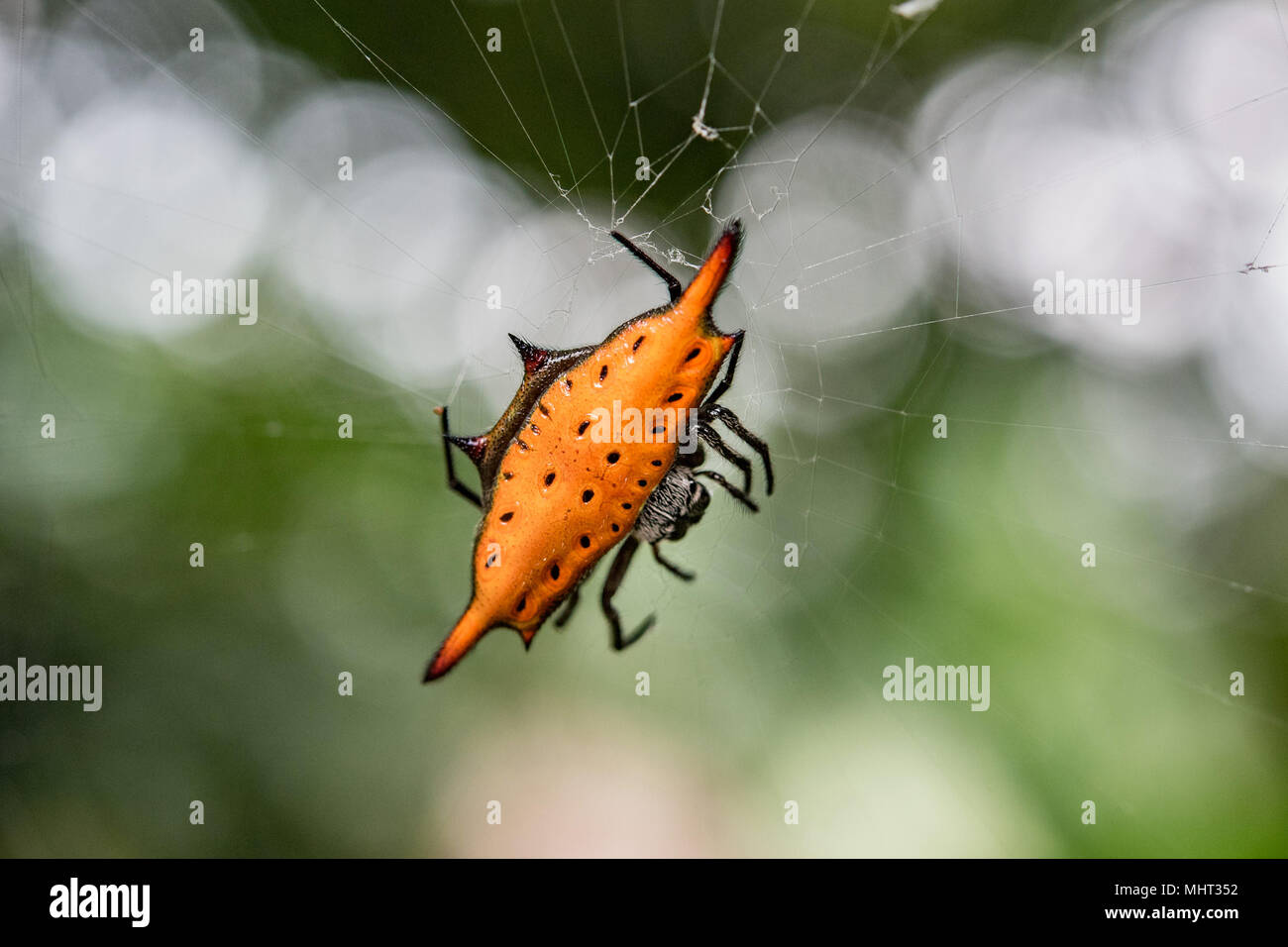 Indonesia Spiny Spider orange black spotted close up macro detail ...