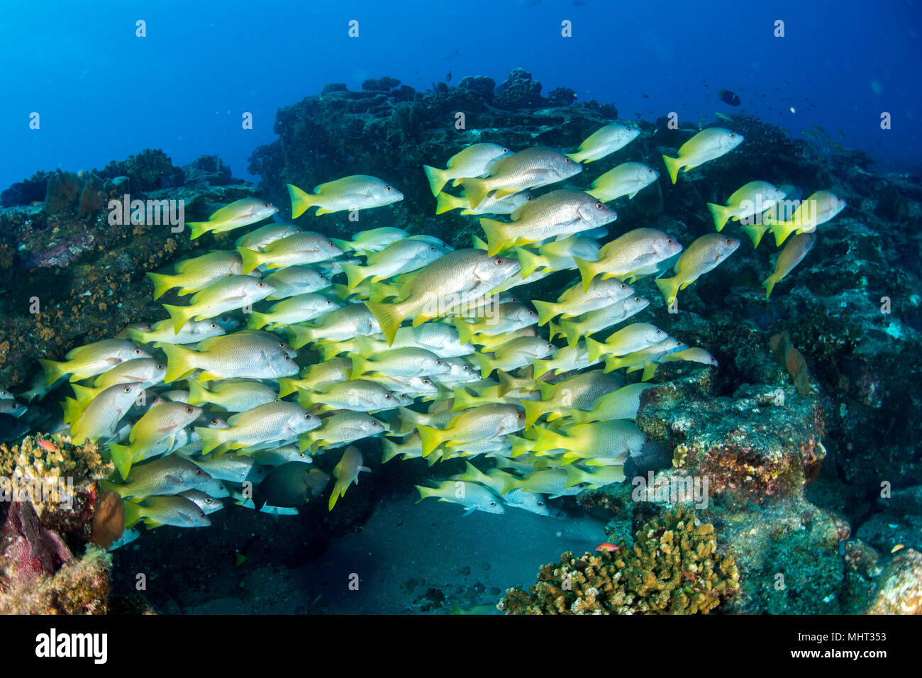 Inside a school of yellow grouper fish close up in the deep blue sea in ...