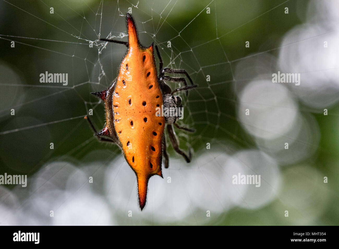 Indonesia Spiny Spider orange black spotted close up macro detail ...
