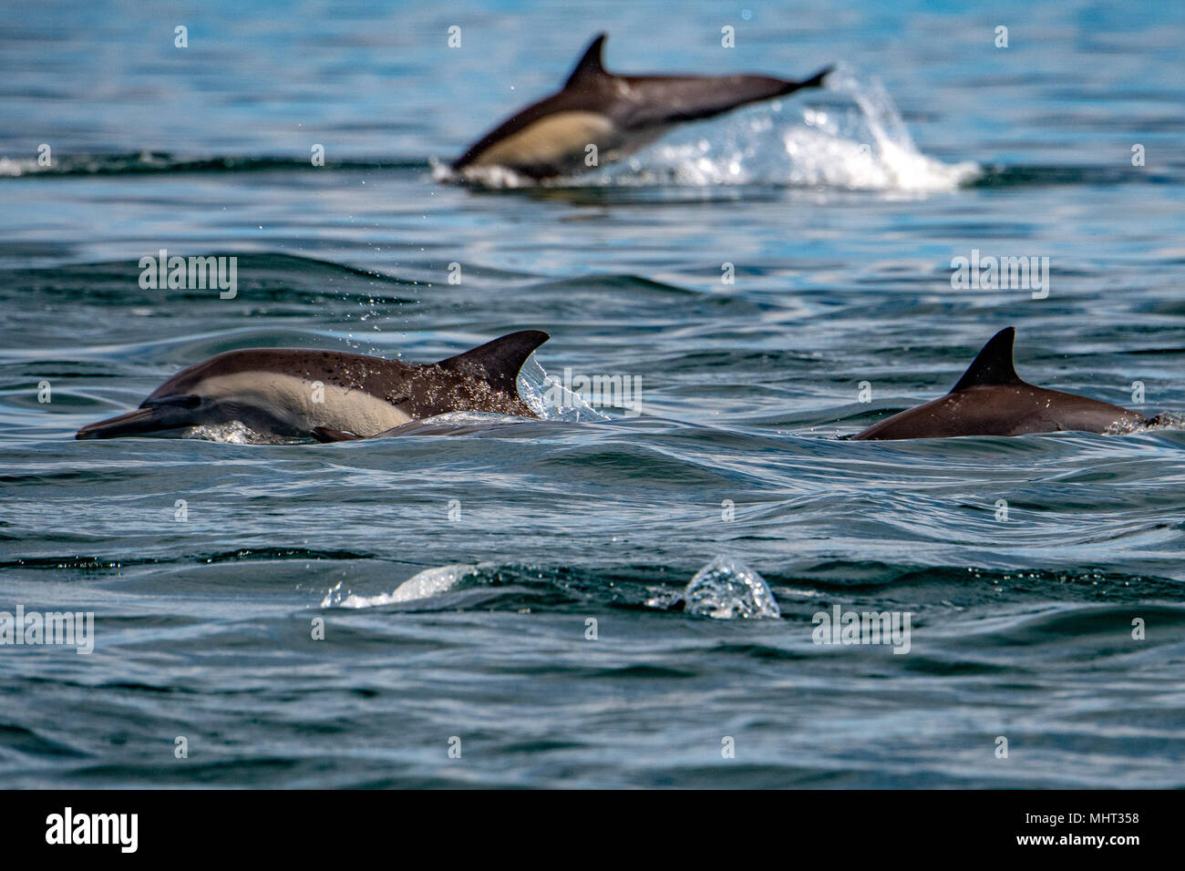 Long beaked common dolphin pod hi-res stock photography and images - Alamy