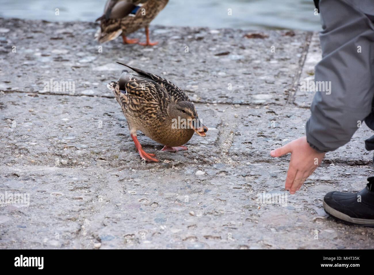 human hand feeding wild duck Stock Photo - Alamy