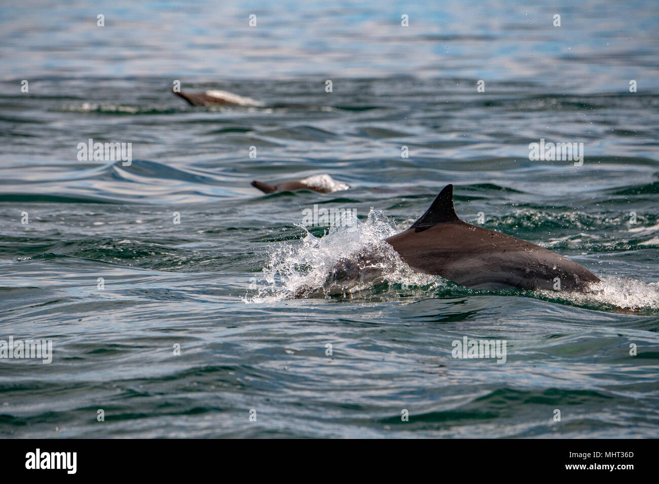 Long beaked common dolphin pod hi-res stock photography and images - Alamy