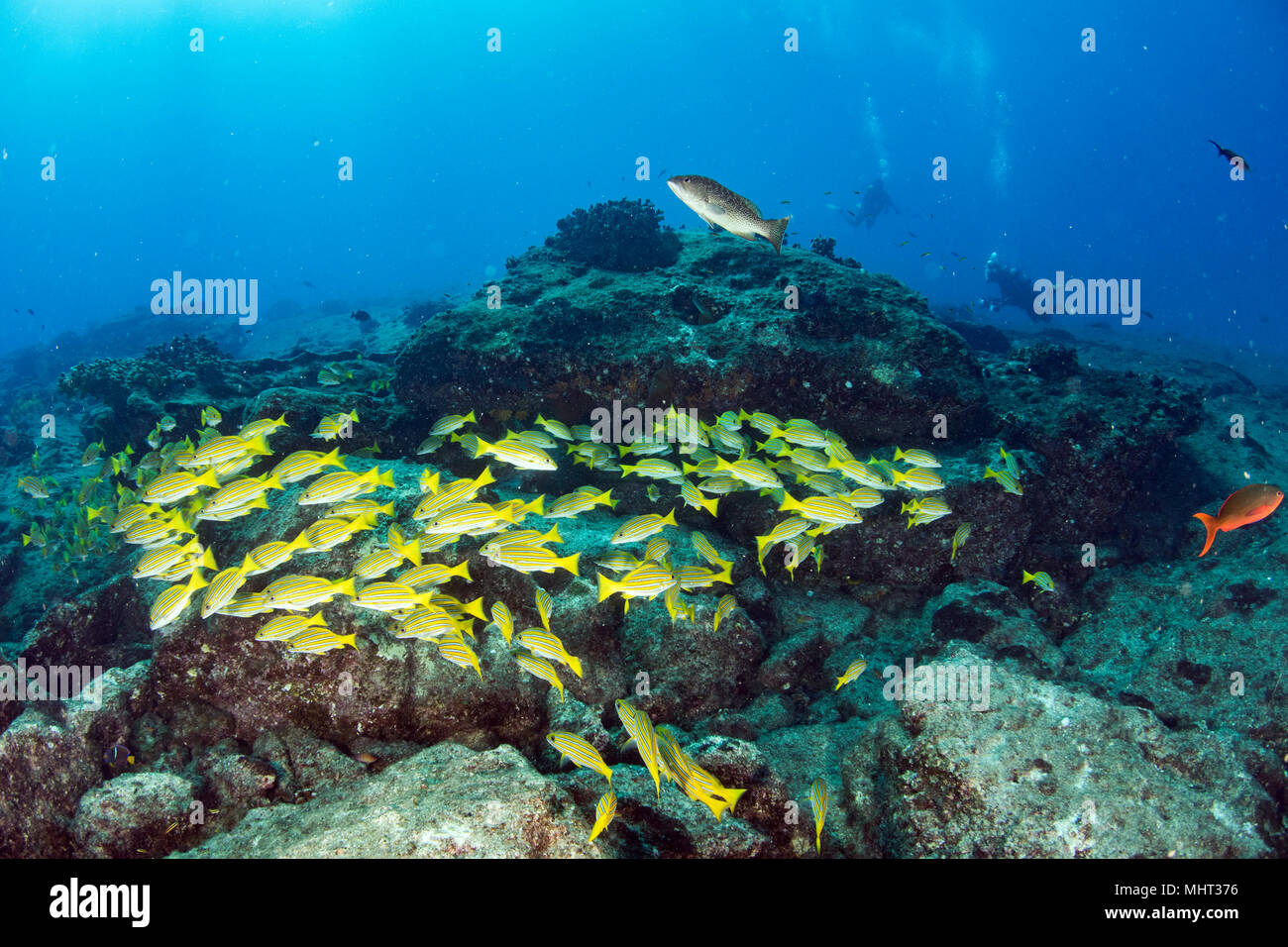 Inside a school of yellow grouper fish close up in the deep blue sea in ...