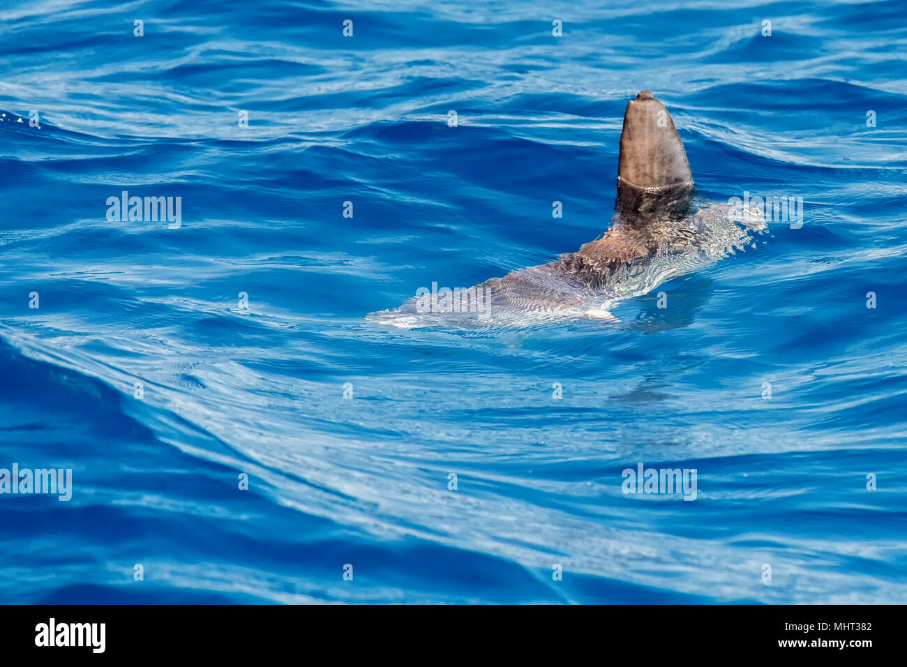 Moonfish mola mola hi-res stock photography and images - Alamy