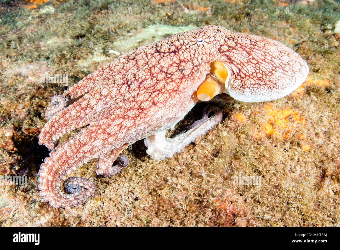 Fish hunting octopus hi-res stock photography and images - Alamy